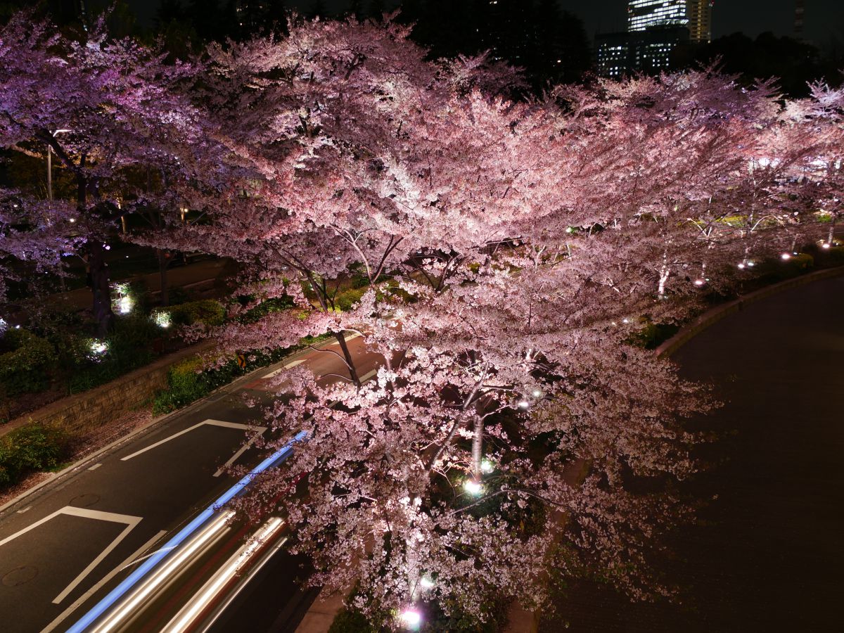 艶桜 SAKURA2017_013 | GANREF