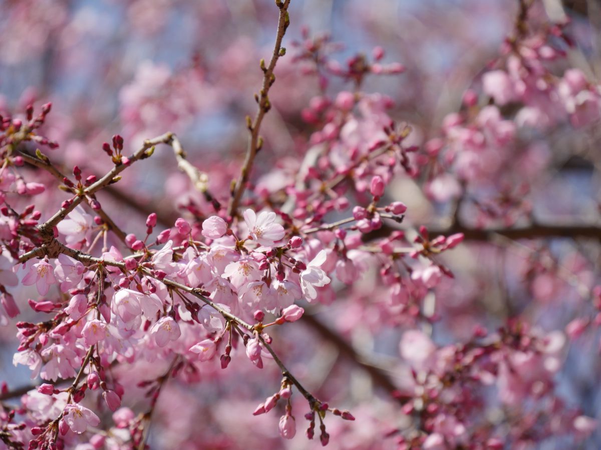 SAKURA2017_001 | GANREF