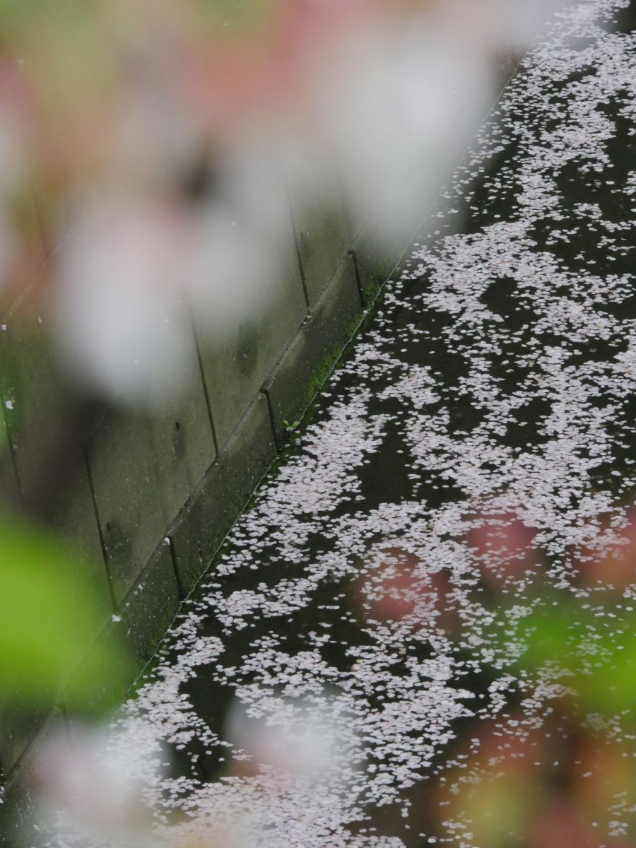 映る春 SAKURA2017_012 | GANREF