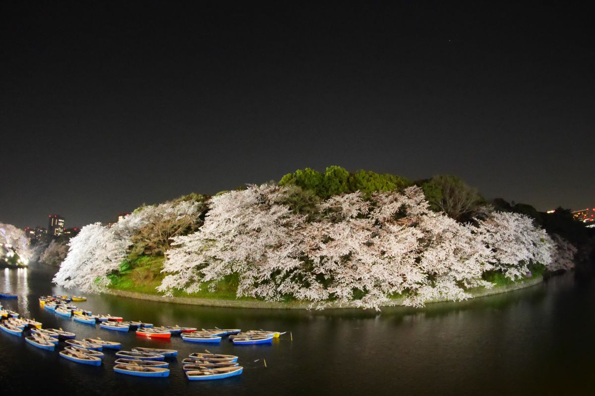 SAKURA2015_01 | GANREF