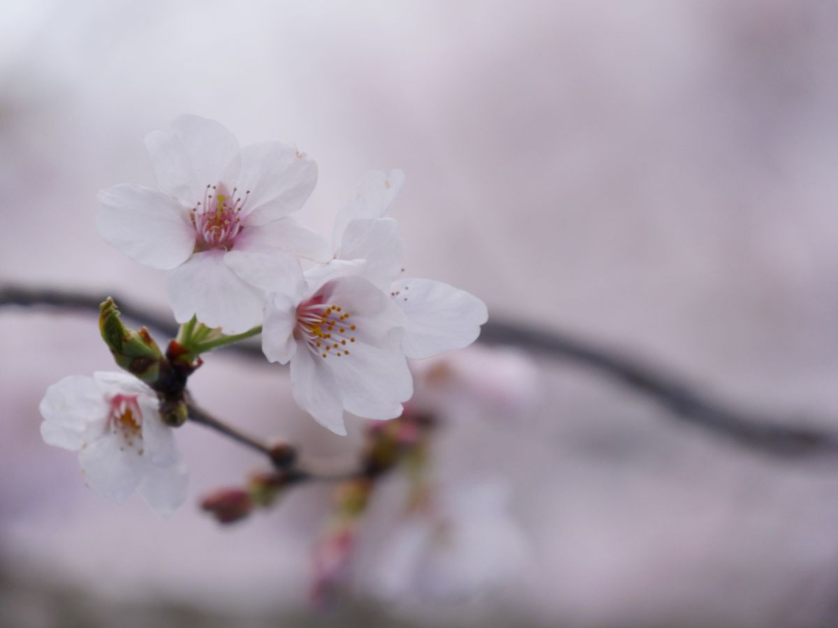 SAKURA2017_005 | GANREF