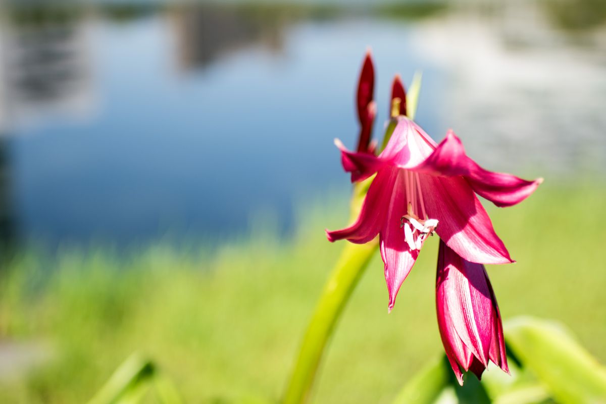 vivid color. | GANREF