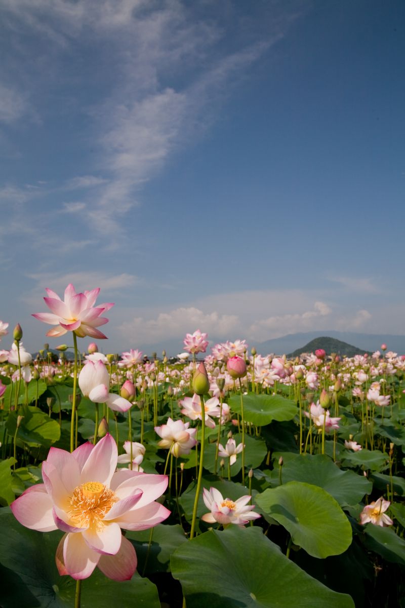 古都の蓮 | GANREF