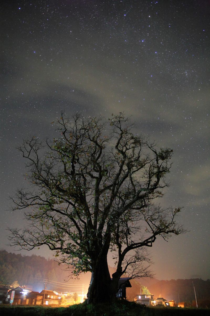 樹齢500年 | GANREF