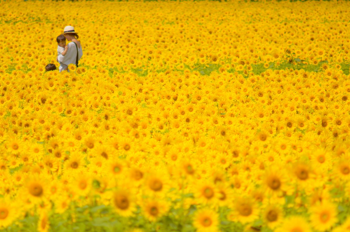 Sunflower field | GANREF