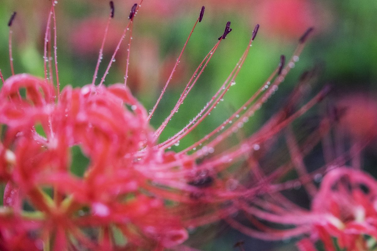 届かぬ想い | GANREF