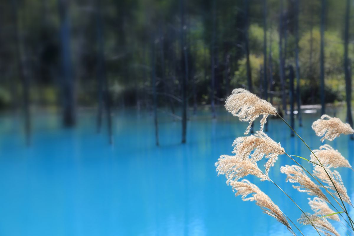 青い池 脇役から主役へ | GANREF