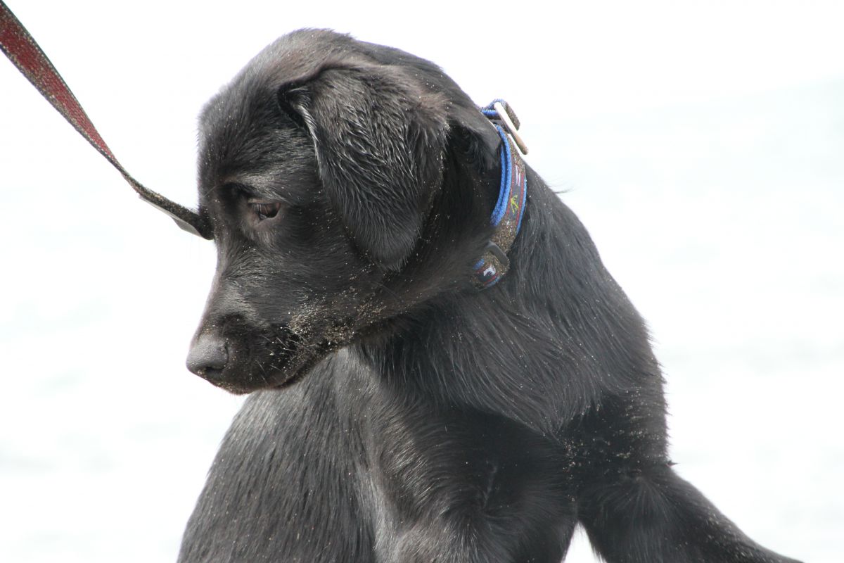 思い出の一日 | GANREF