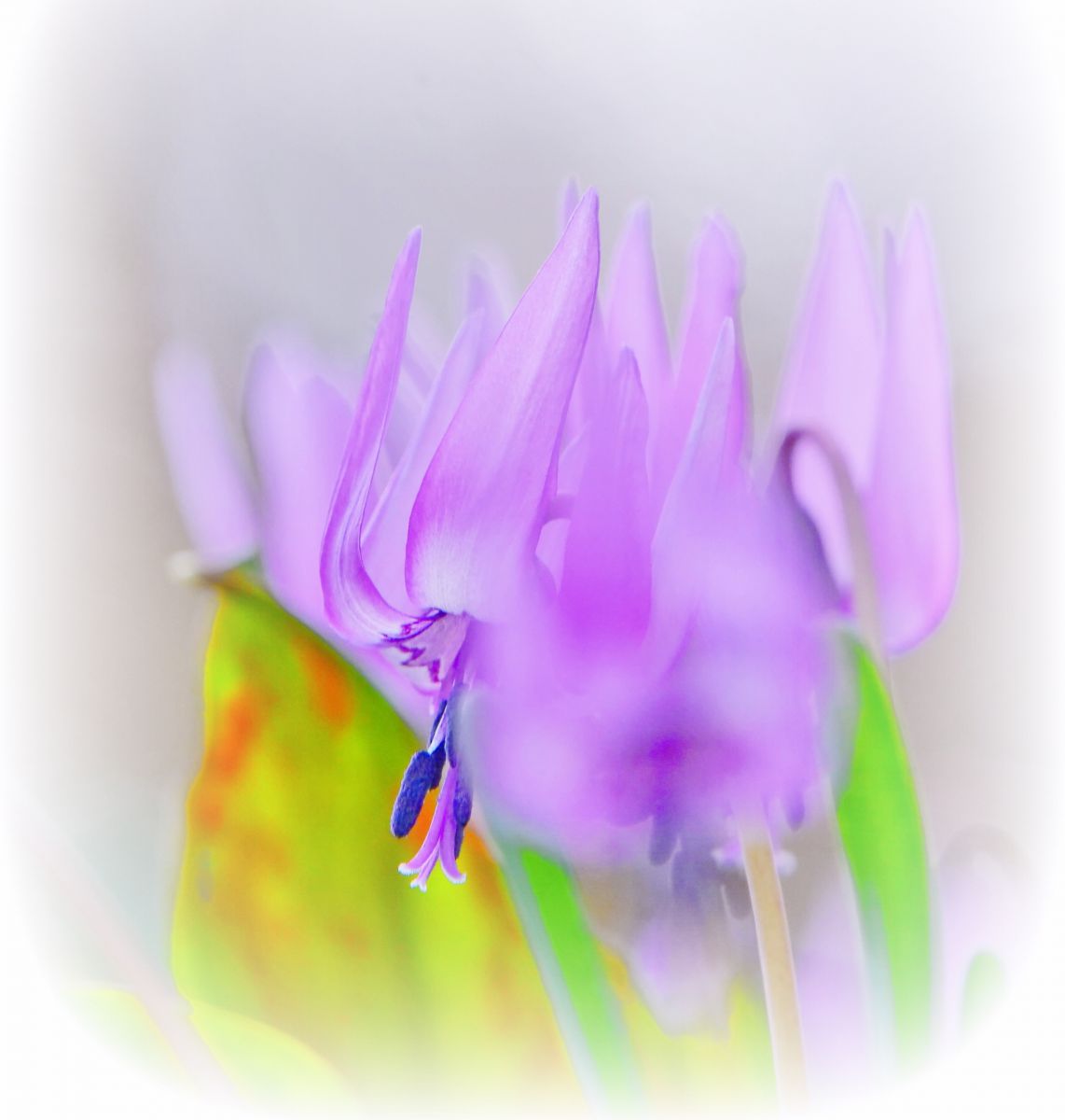 Spring ephemeral. | GANREF