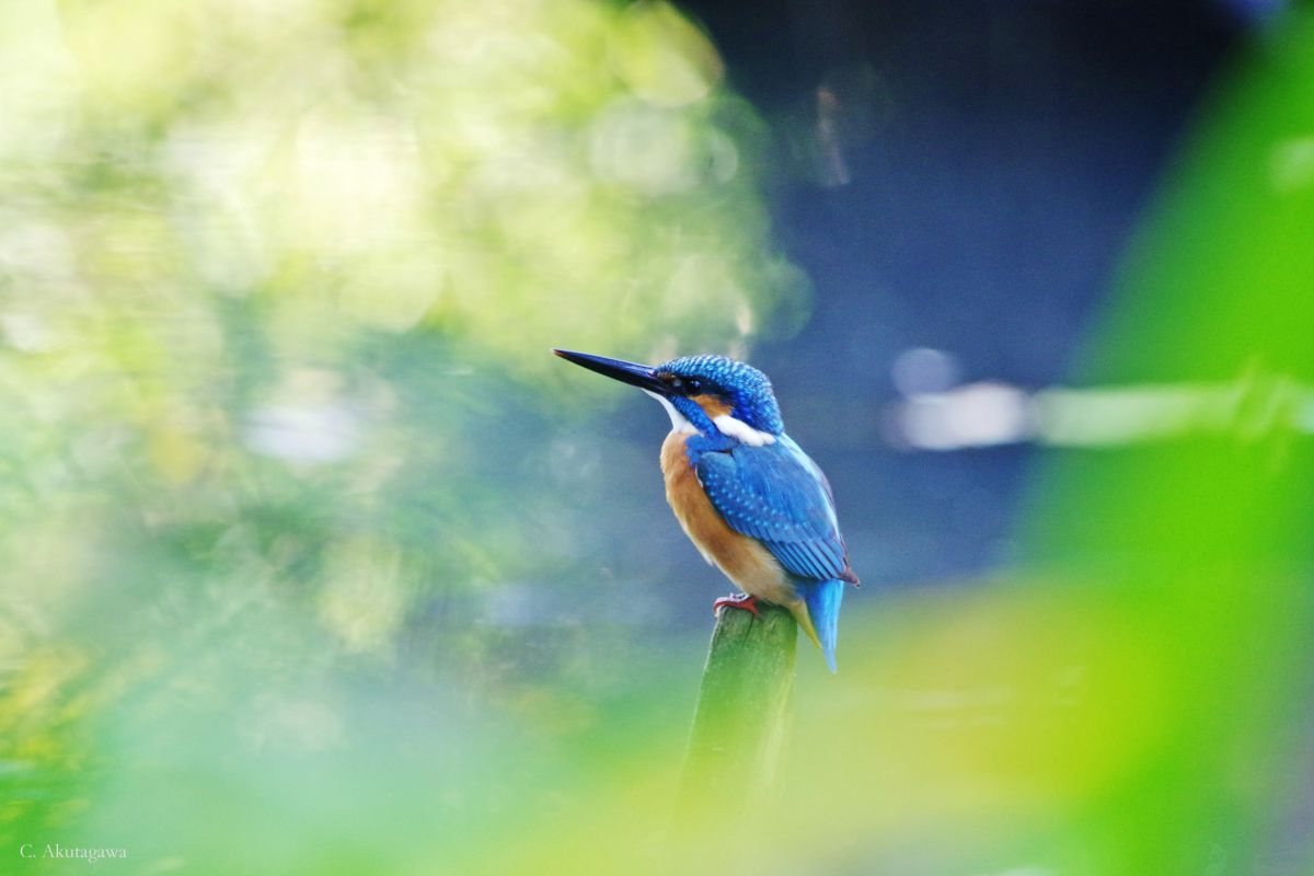 飛ばれる前に撮れ!! | GANREF