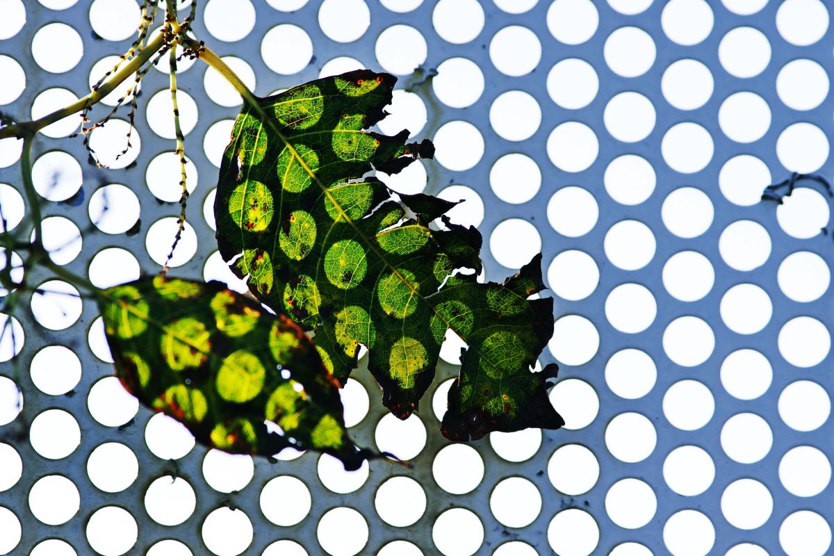 Dot pattern. | GANREF