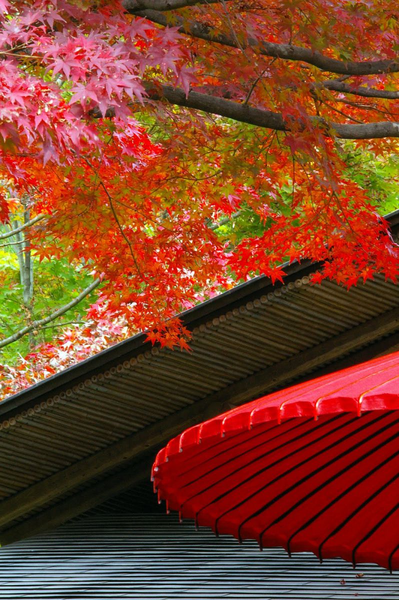 秋色 赤 | GANREF