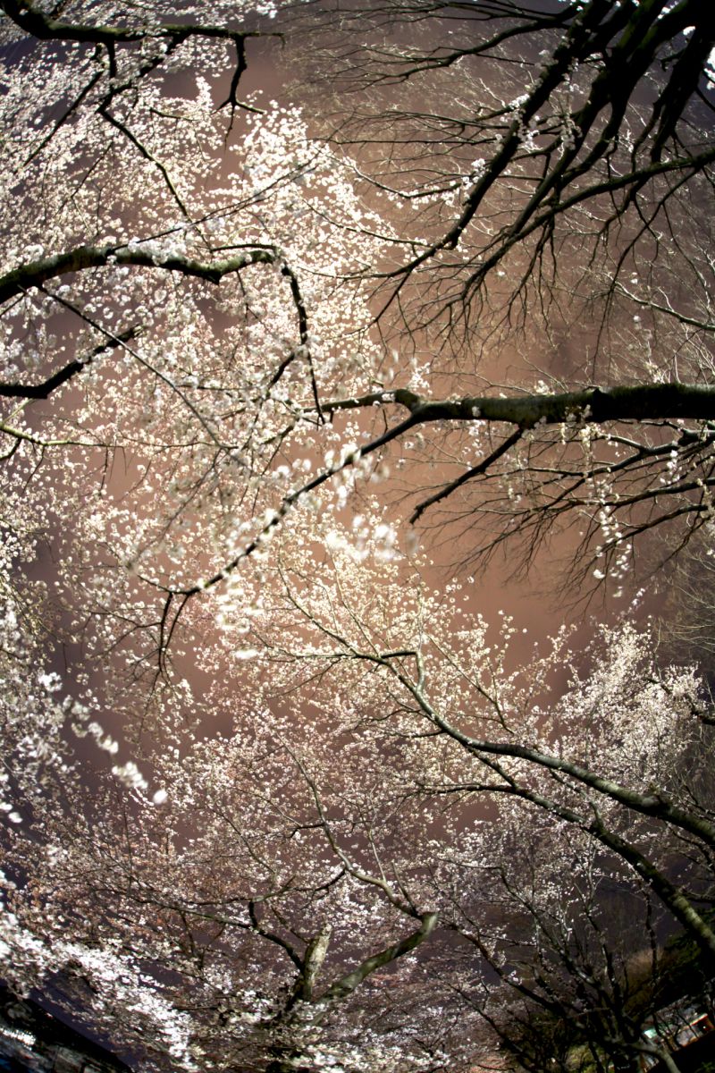 spring monster | GANREF