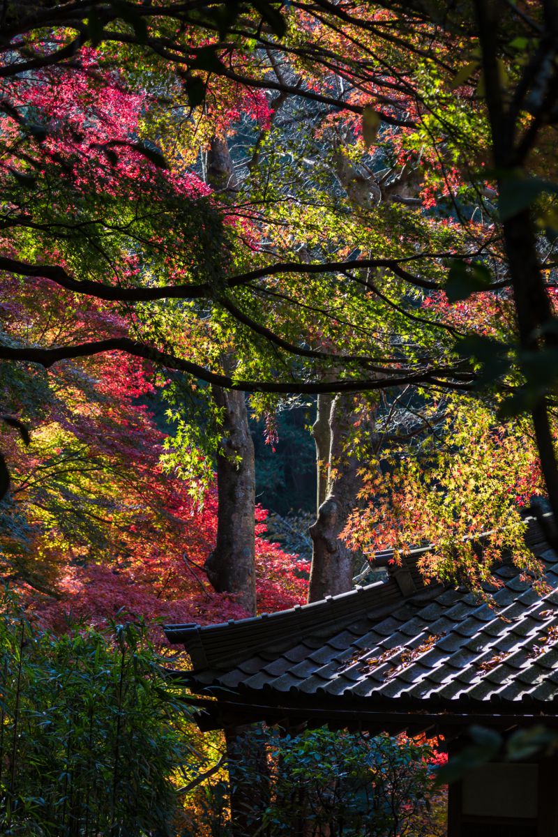 晩秋の明月院 | GANREF
