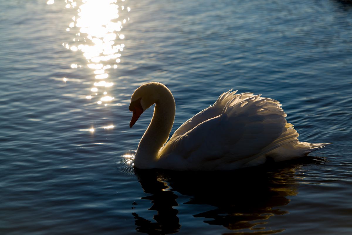 Swan | GANREF