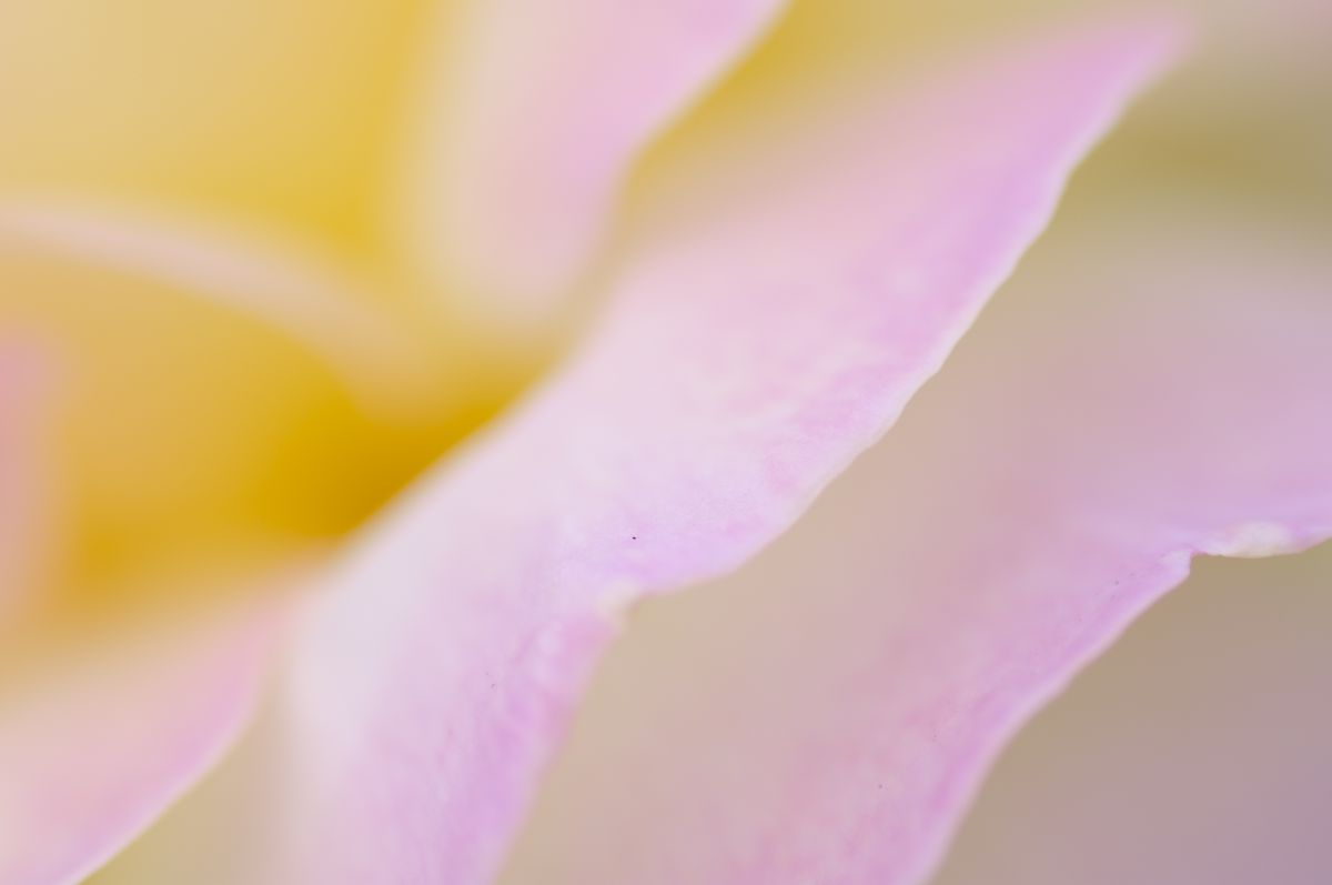 Pink Louver | GANREF