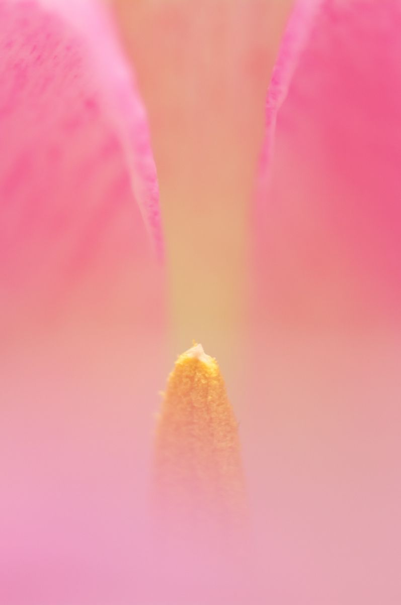 pink valley | GANREF