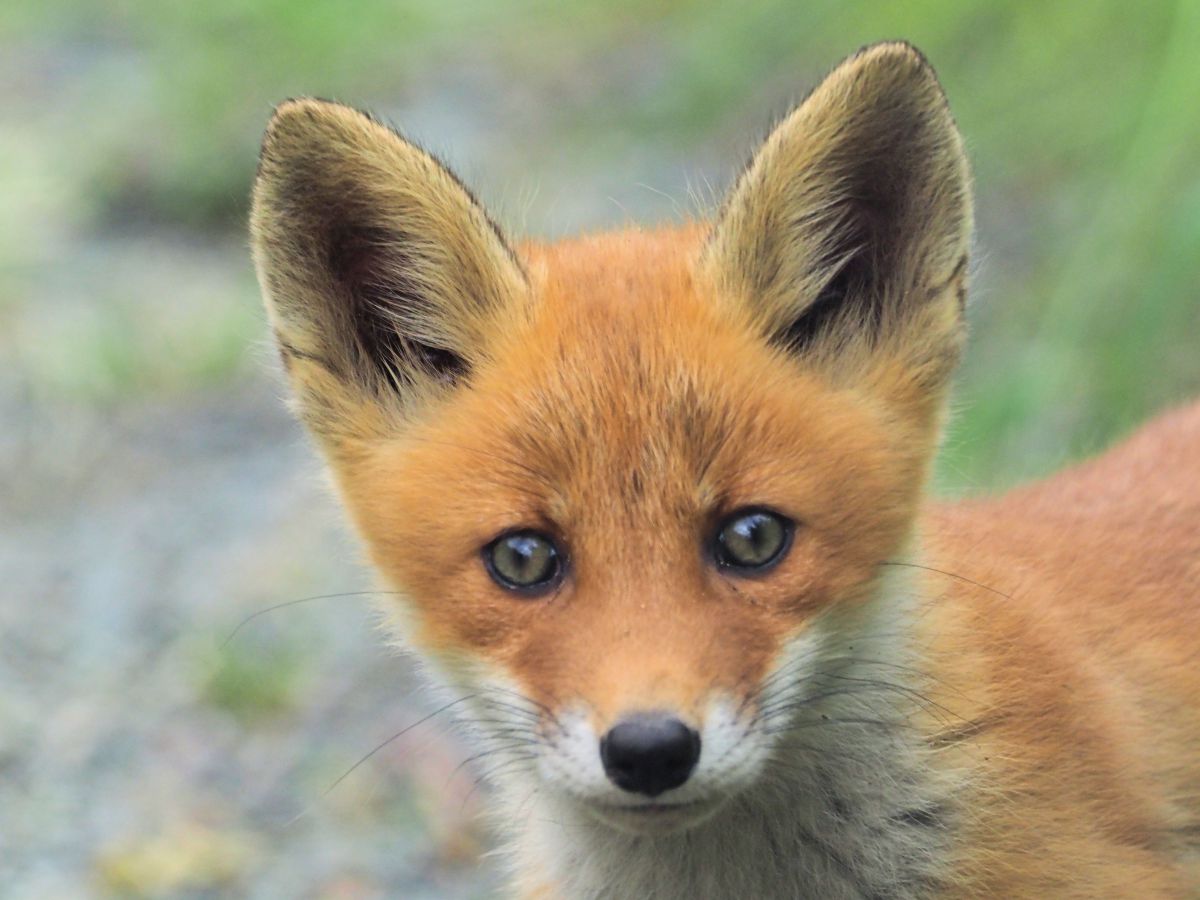 Too much cute | GANREF