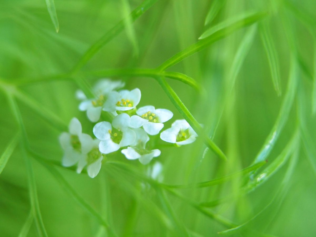 In Green NO2 | GANREF