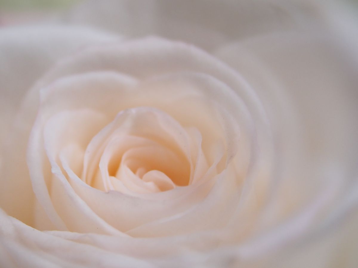 sweet temptation | GANREF