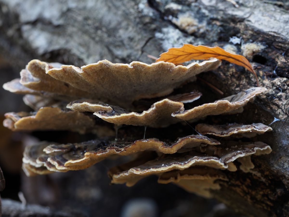 地上の秋 | GANREF