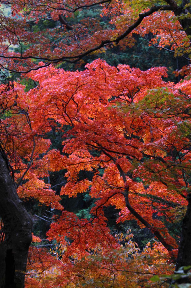 2010 紅葉2 | GANREF