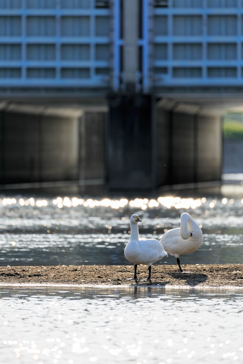 今シーズンもやってきました！！ | GANREF