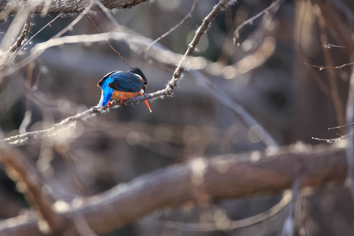 ヨーイ！！ | GANREF