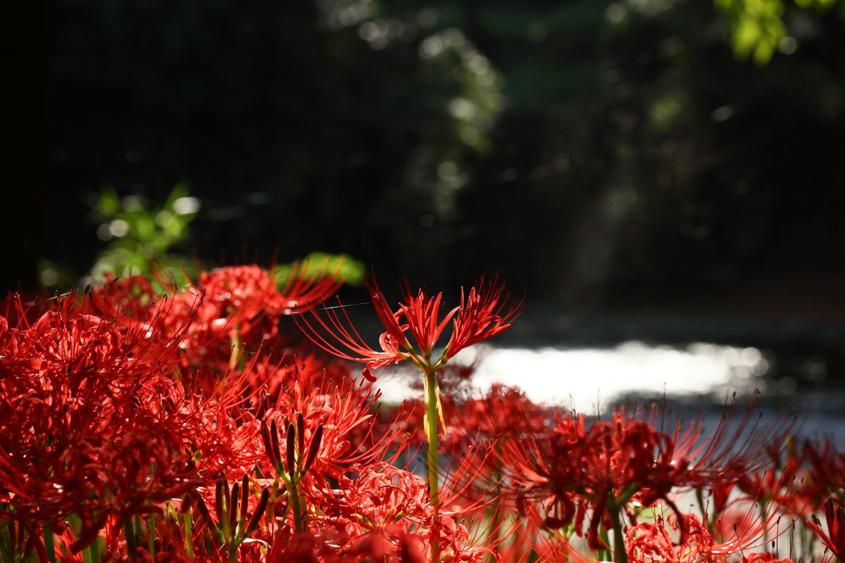 秋の始まりに | GANREF