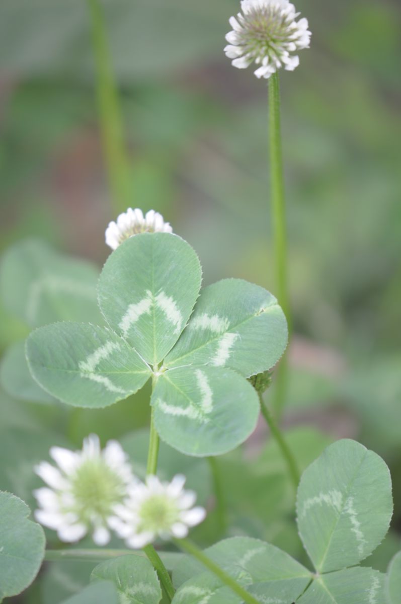 GOOD LUCK‼ ” 皆様に 幸運を ” | GANREF