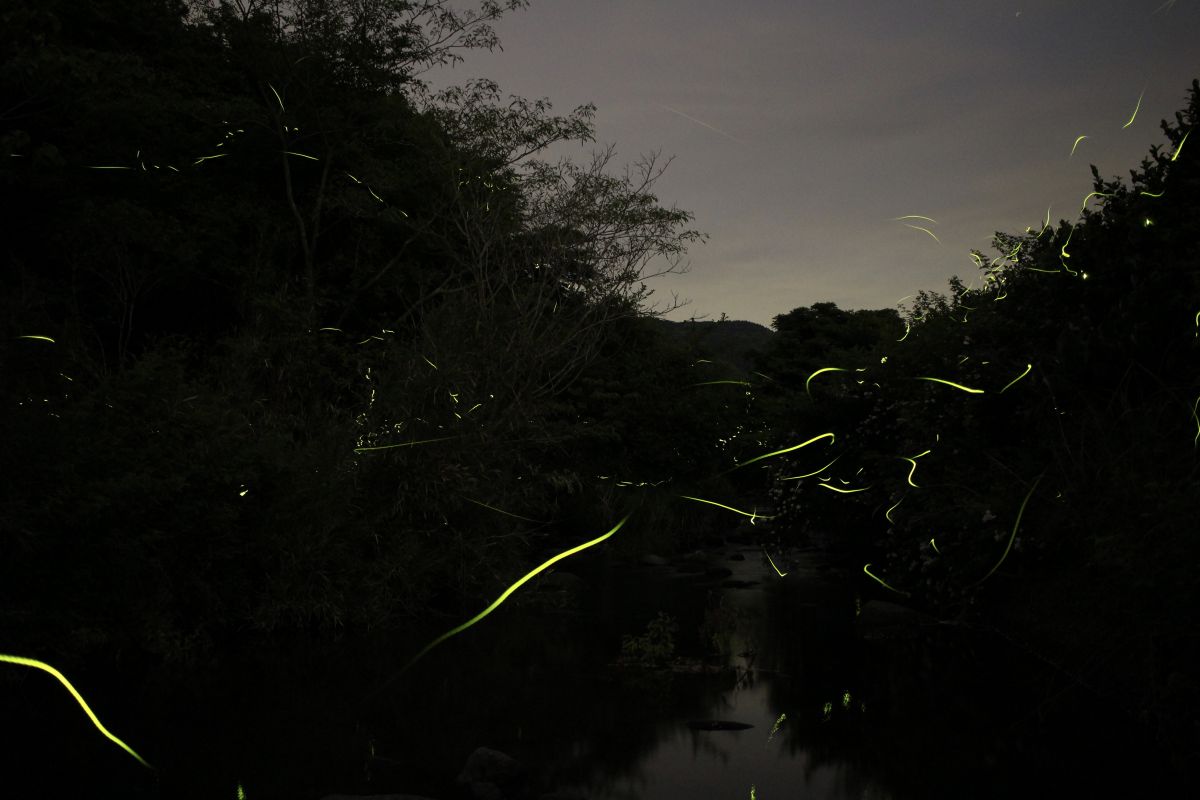 love dance by fireflies part 2 | GANREF