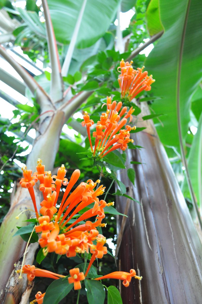 Orange Line | GANREF