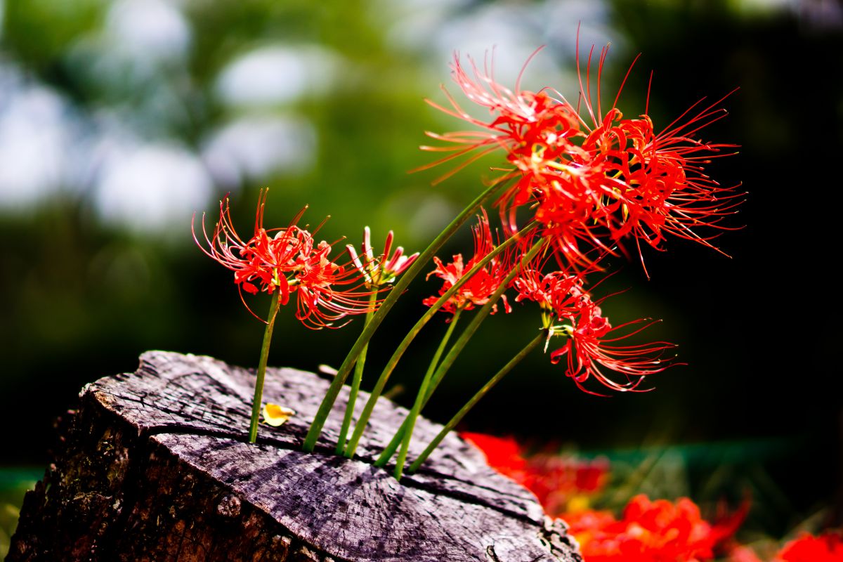 生命の息吹 | GANREF