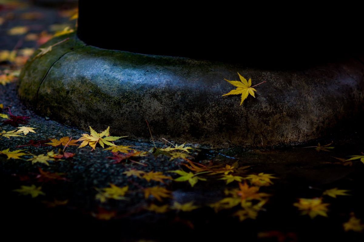 紅葉 - Memory - | GANREF