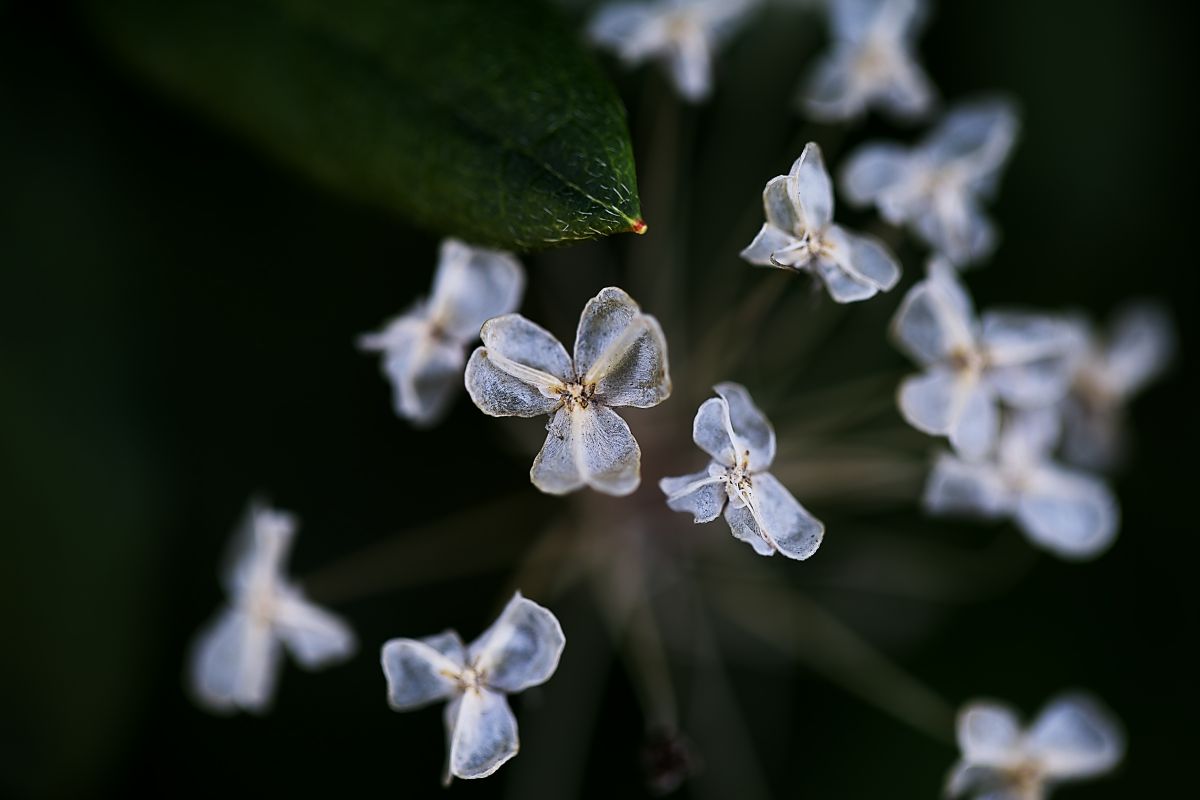 Little dry flower | GANREF