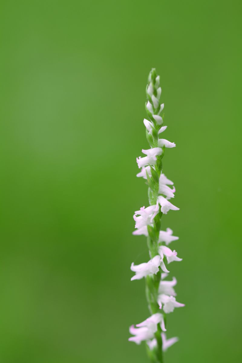 White screw | GANREF