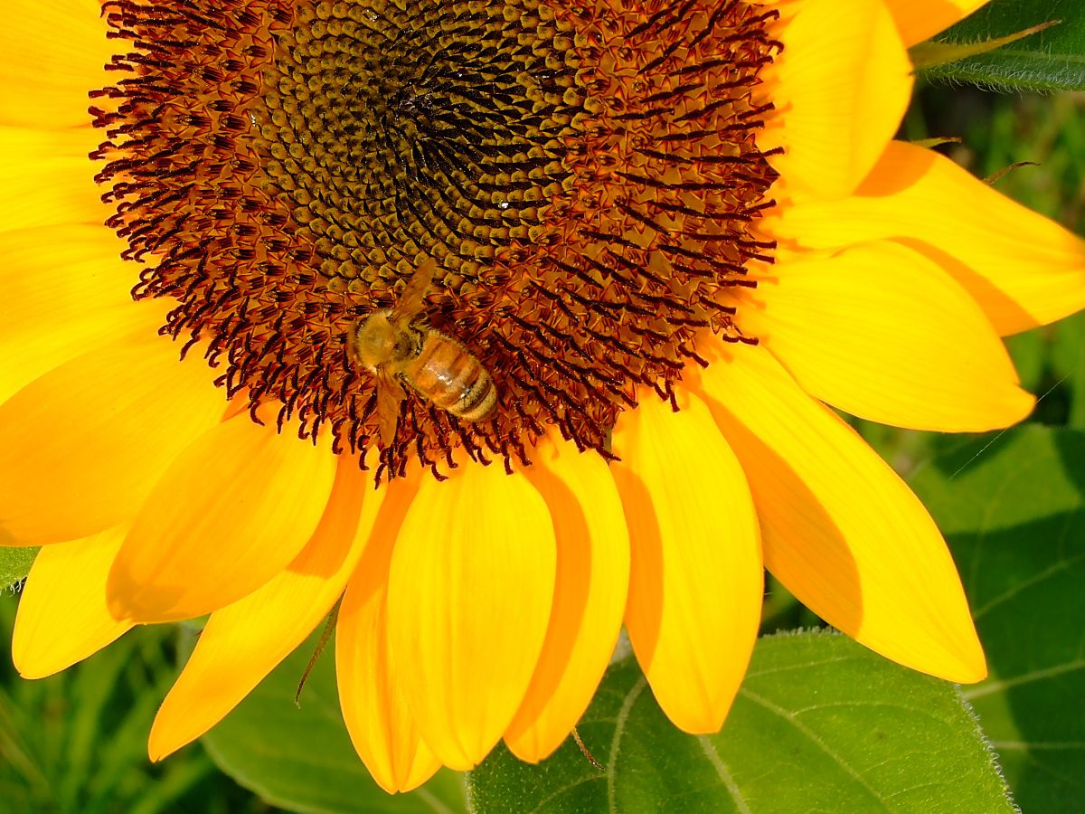 Bee in the Sun | GANREF