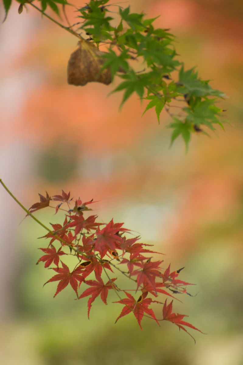 DSC05193.jpg | GANREF