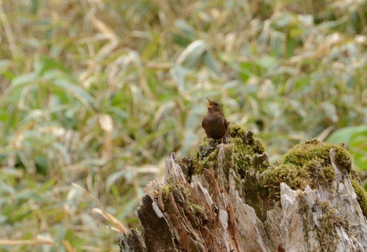 DSC_4474.JPG | GANREF