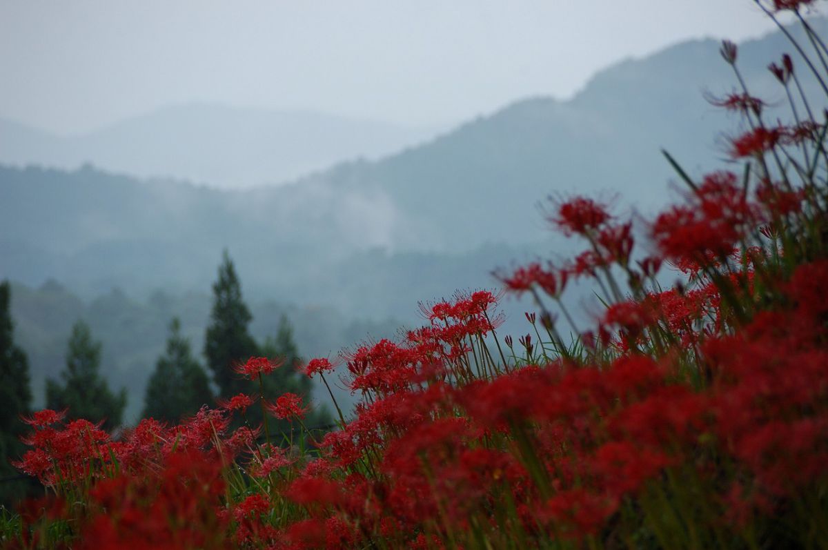 DSC_2468.jpg | GANREF