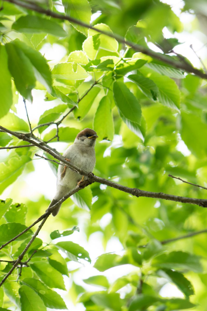 DSC08807.jpg | GANREF