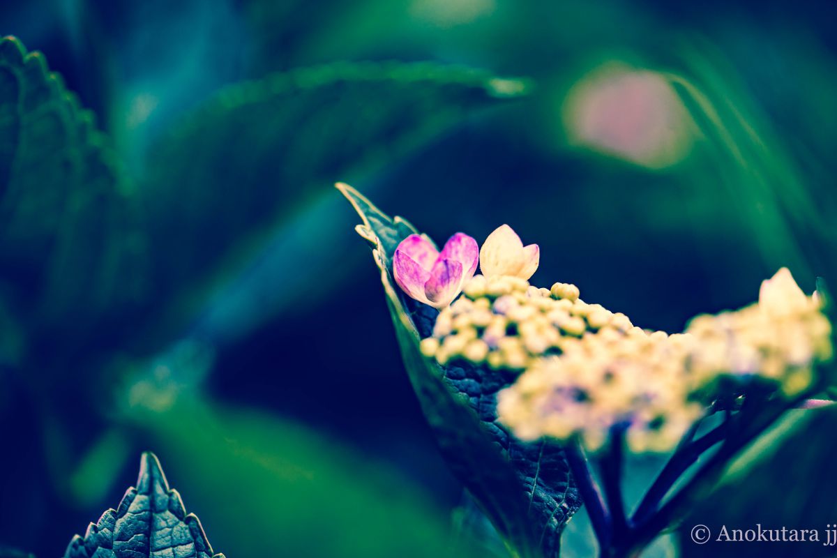 あじさいです。 | GANREF