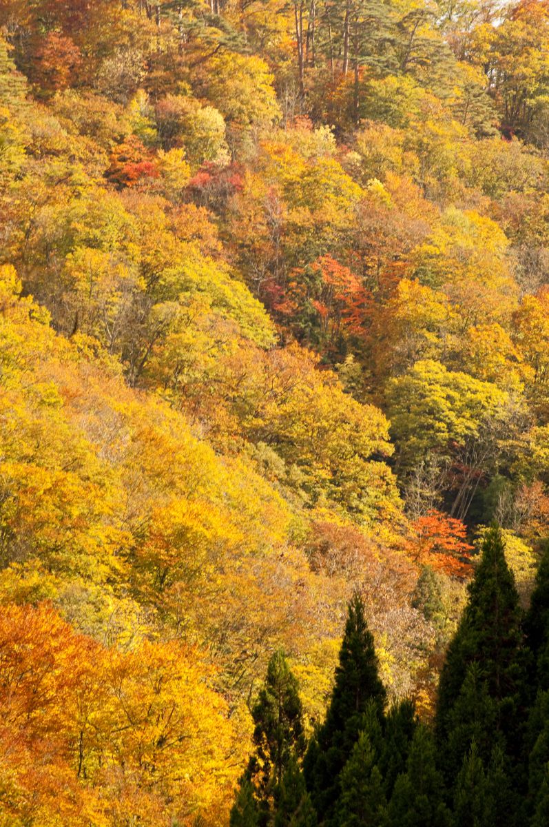 Yellow Forest | GANREF