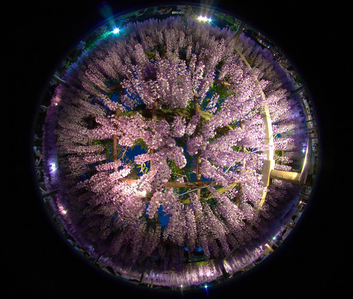 Wisteria Circle | GANREF