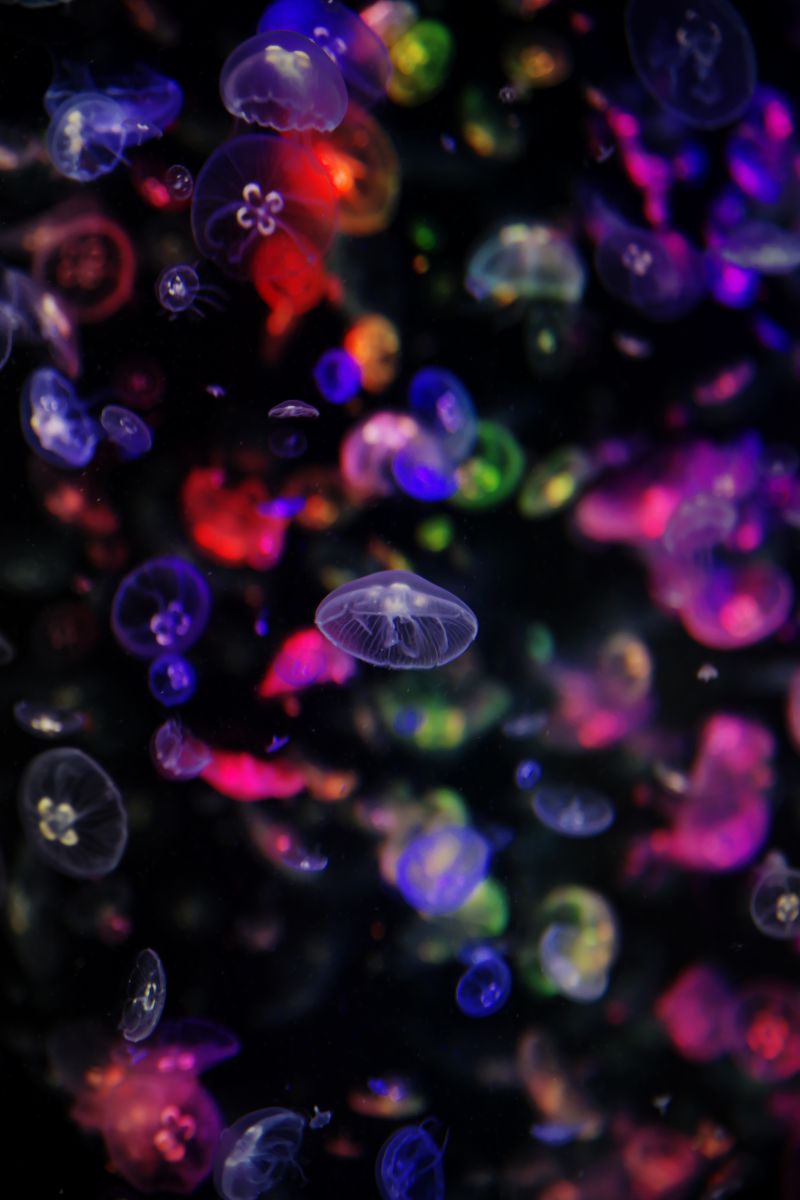 Rainbow Rainbow | GANREF