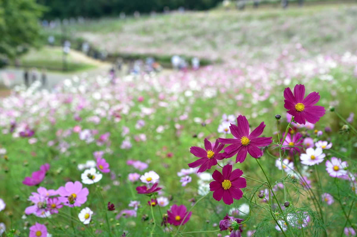 コスモスの丘より | GANREF