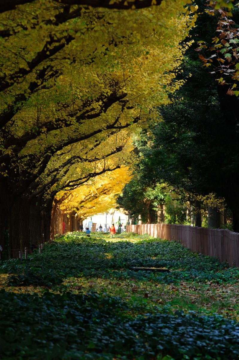 黄色と緑のトンネル | GANREF