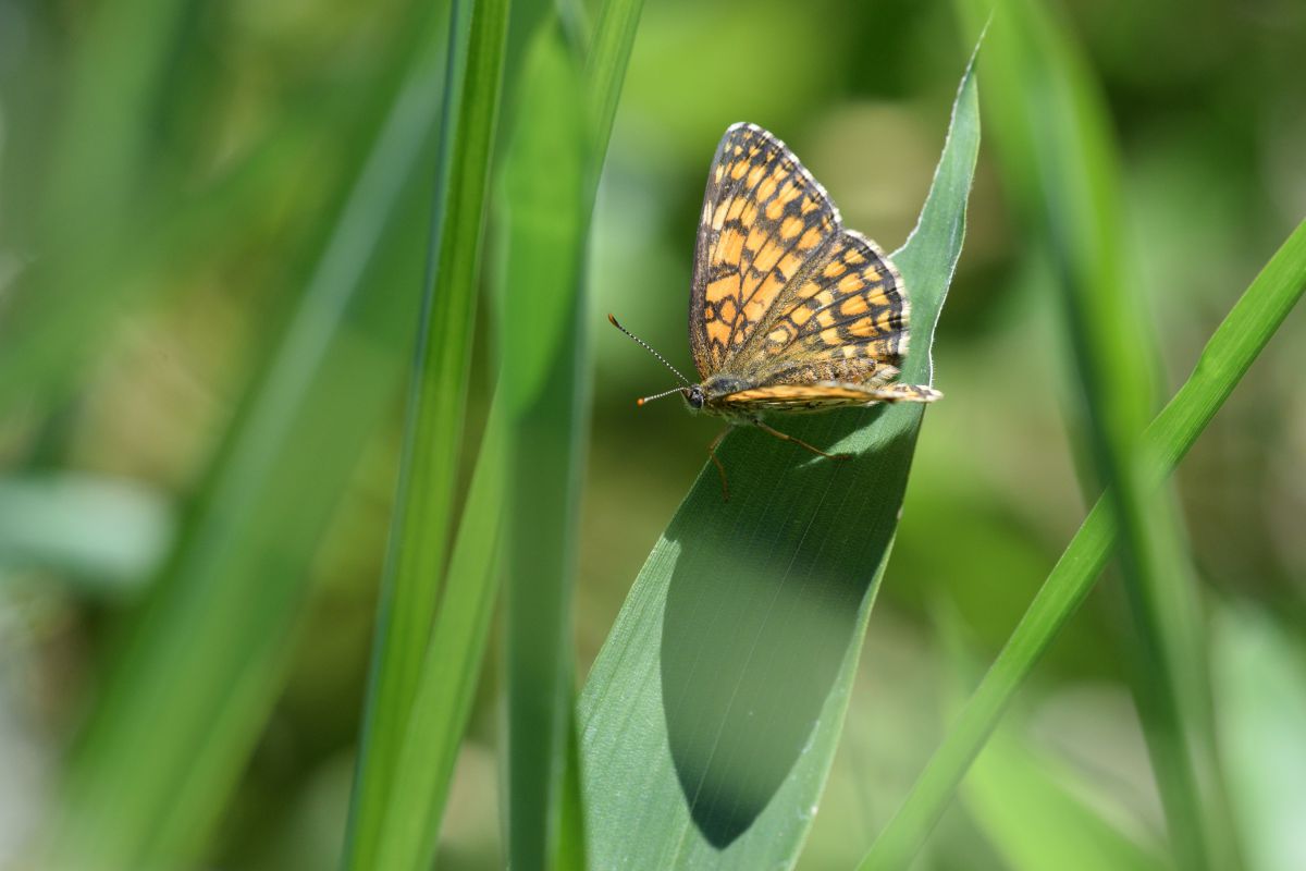 ウスイロヒョウモンモドキ | GANREF