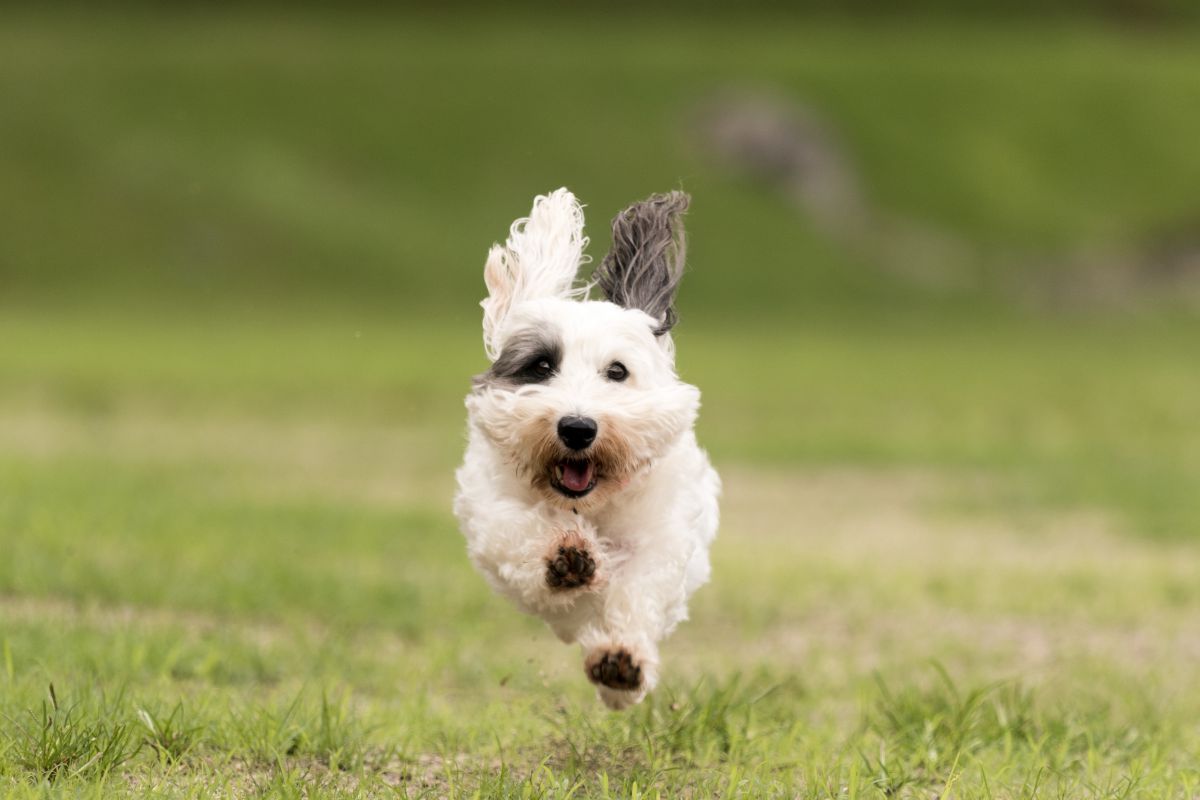 RUN RUN RUN! Episode 1 | GANREF