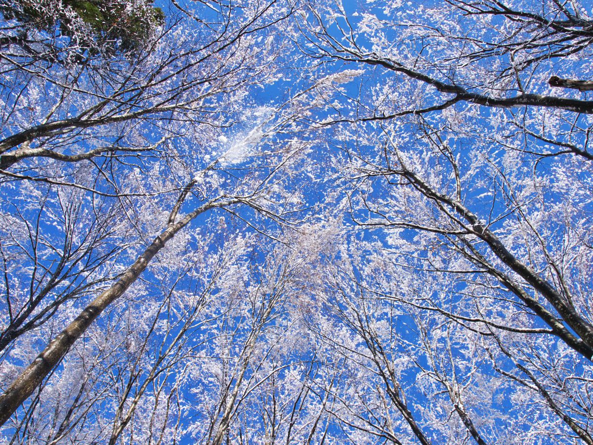 青空を埋め尽くす | GANREF